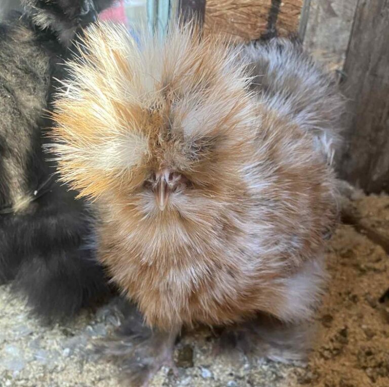 Silkie Chickens for sale - Fluffy Bottoms Coop Hen Silkie