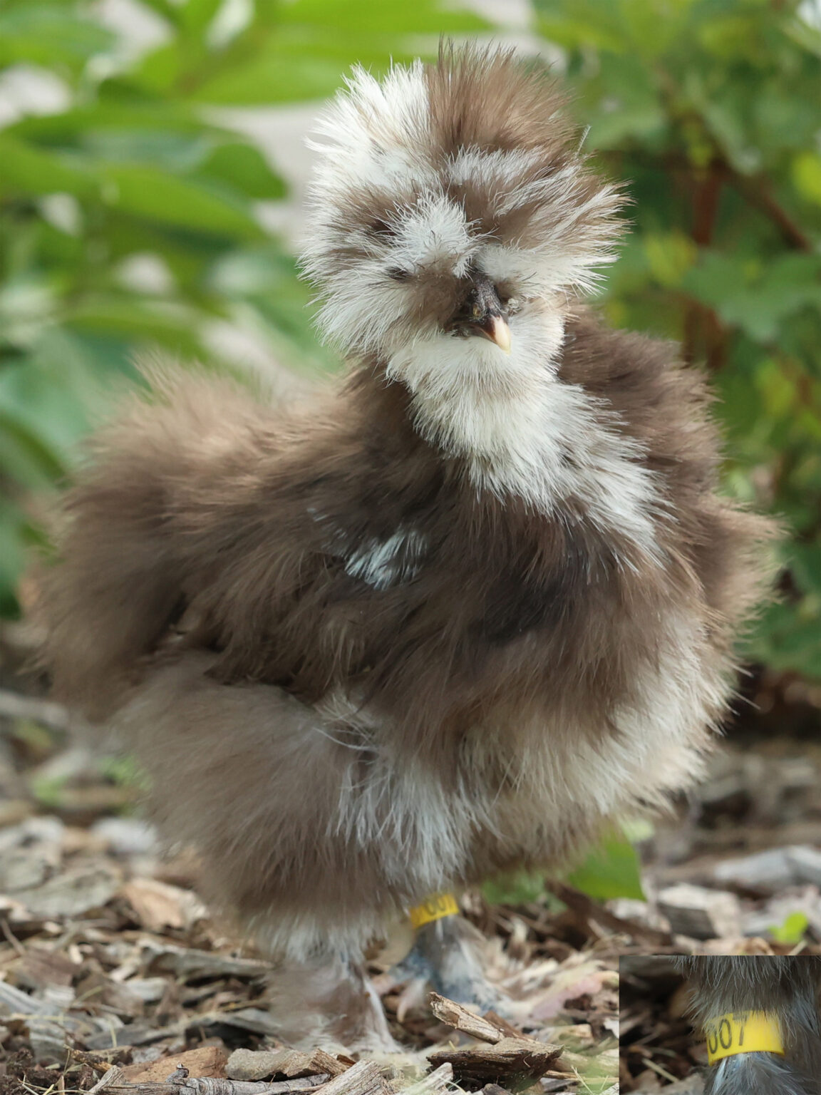 Silkie Chickens for sale - Fluffy Bottom's Coop
