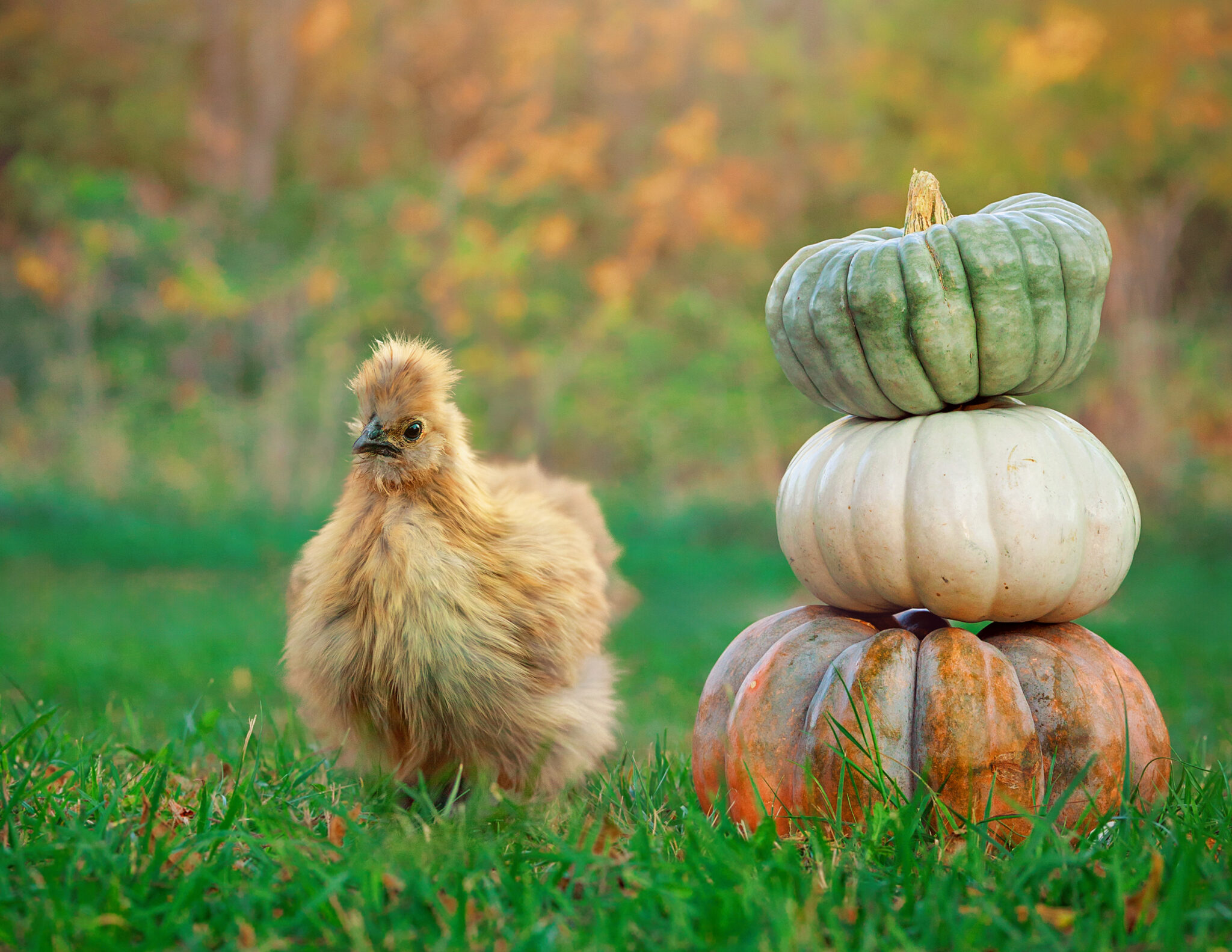Silkie Chickens for sale - Fluffy Bottom's Coop