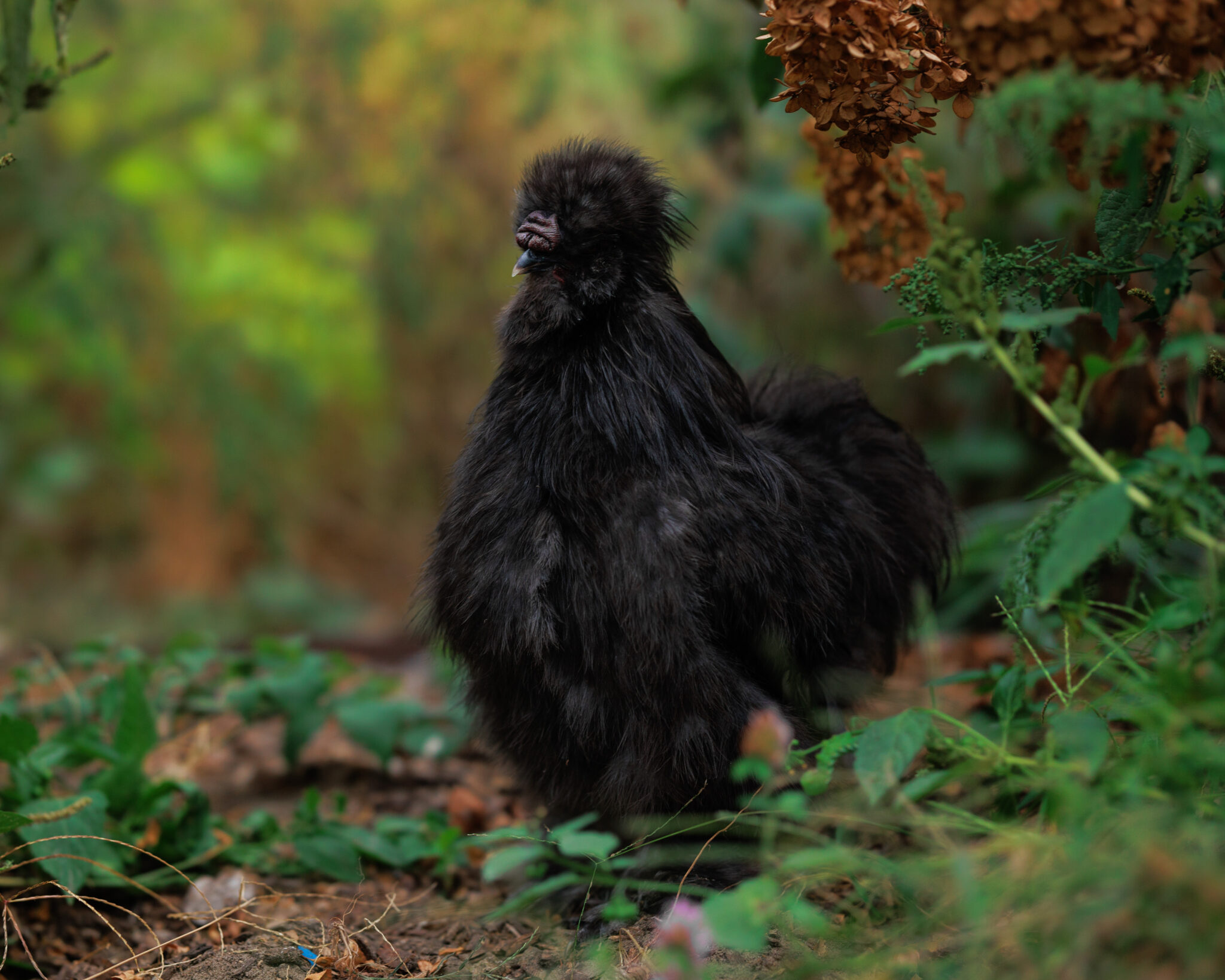 Silkie Chickens for sale - Fluffy Bottom's Coop