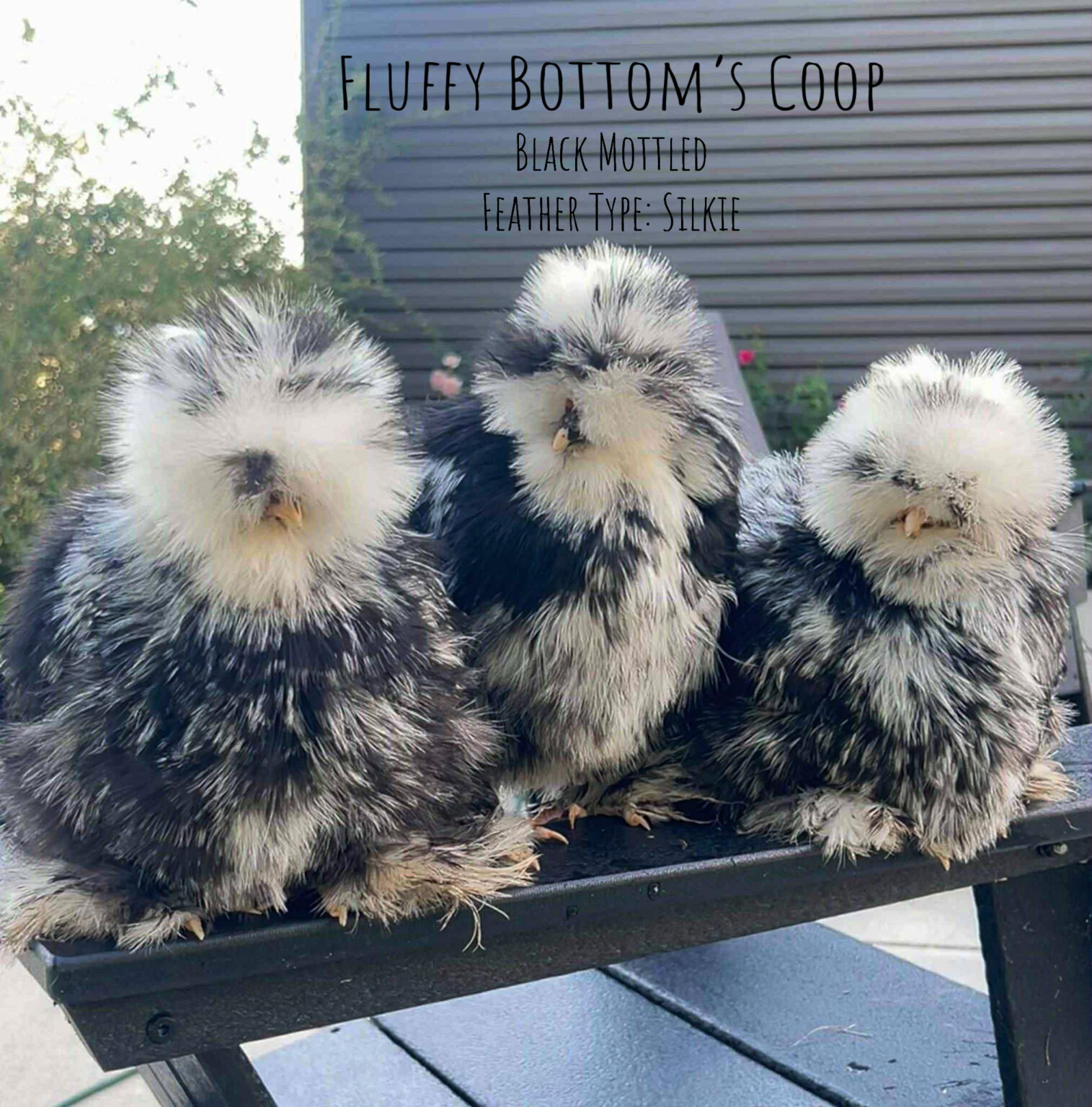 Silkie Chickens for sale - Fluffy Bottoms Coop Hen Silkie